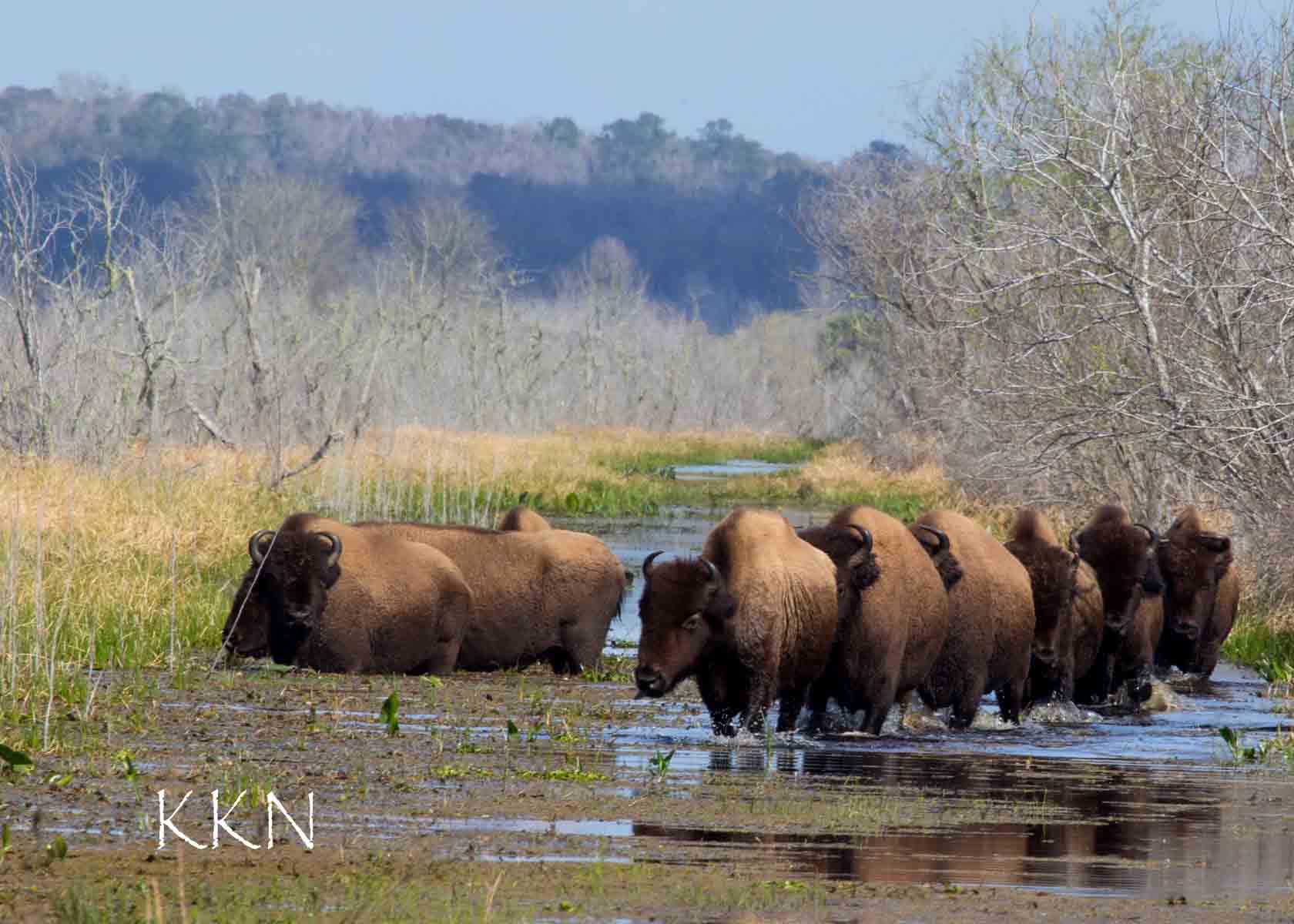Paynes Prairie Bison…Finally! – Nichter Photography PLUS