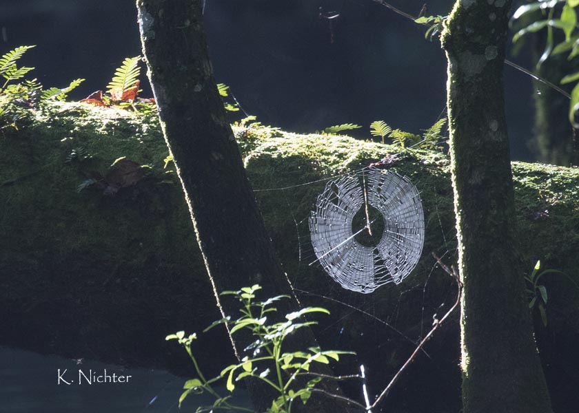 Spider Webs and Photo Sorting – Nichter Photography PLUS