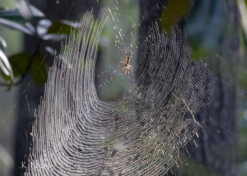 Spider Webs and Photo Sorting – Nichter Photography PLUS