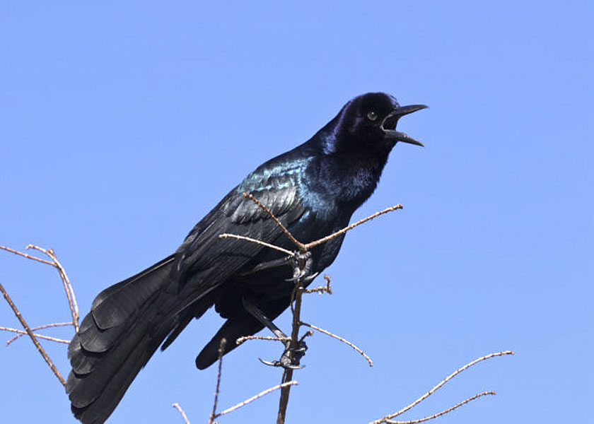 Two Calling Birds… – Nichter Photography PLUS