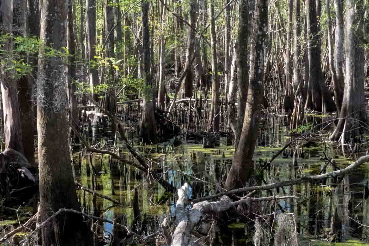 Manatee Springs State Park – Nichter Photography PLUS